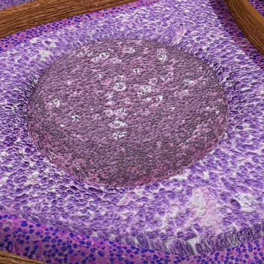 ⚕️ Lymph node Lymphatic system 3D model・ 3D File for 3D printing・Cults