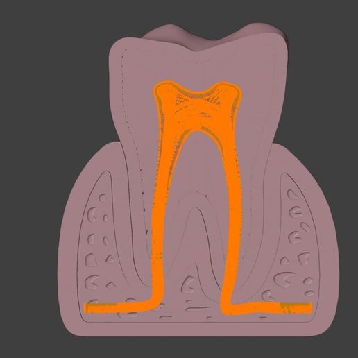 🦷 3D Dental Model of Teeth・ STL File for 3D printing・Cults