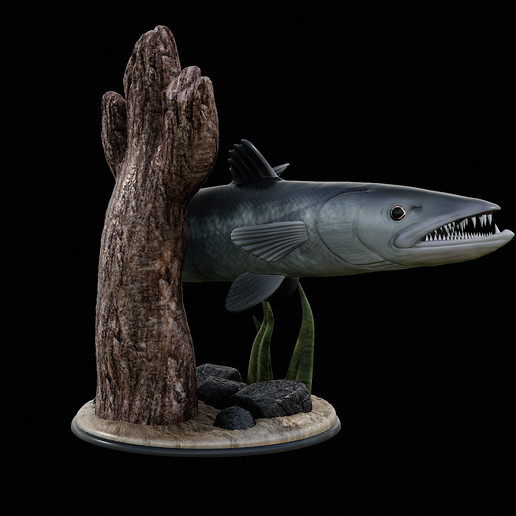 Archivo STL Great barracuda / Sphyraena barracuda fish in motion ...