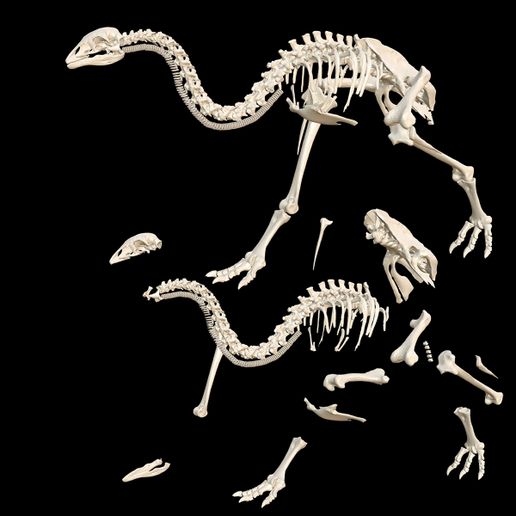💀 Little Bush Moa Skeleton SKELETON ANATOMY BONES 3D MODEL SKULL JAW ...