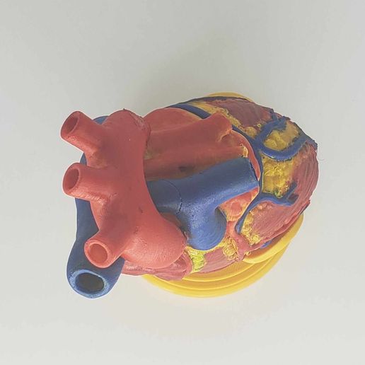 💜 Heart Anatomy For Education・ STL File for 3D printing・Cults