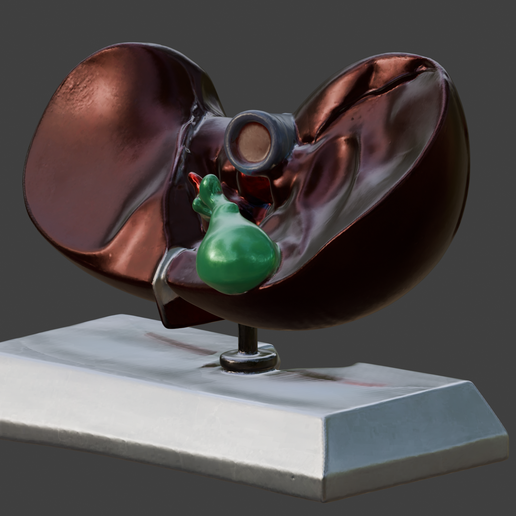 💊 3D Model of Human Liver Anatomy v3・ STL File for 3D printing・Cults