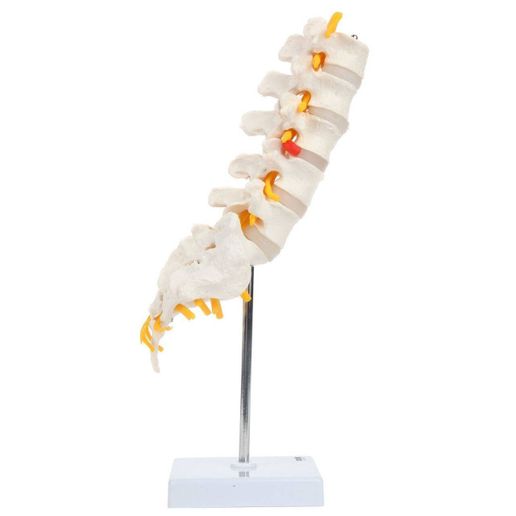STL file 3D Model of Lumbar Vertebral Column with Sacrum and Spinal ...