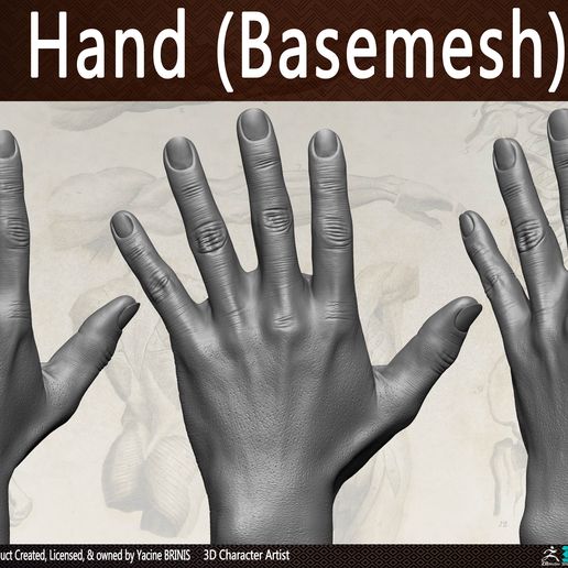 3d hand base mesh