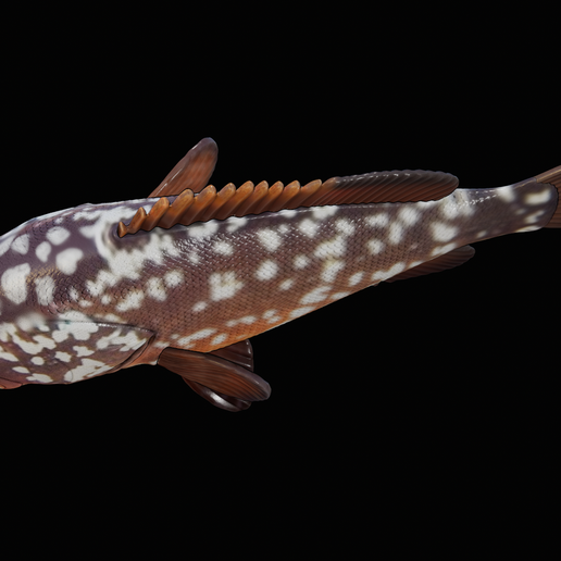 🐠 dusky grouper / Epinephelus marginatus fish model for 3D printing・ 3D ...