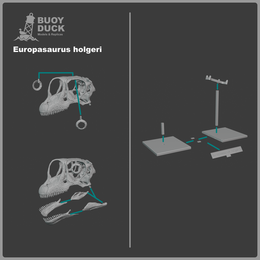 💀 Europasaurus holgeri Skull・ STL File for 3D printing・Cults