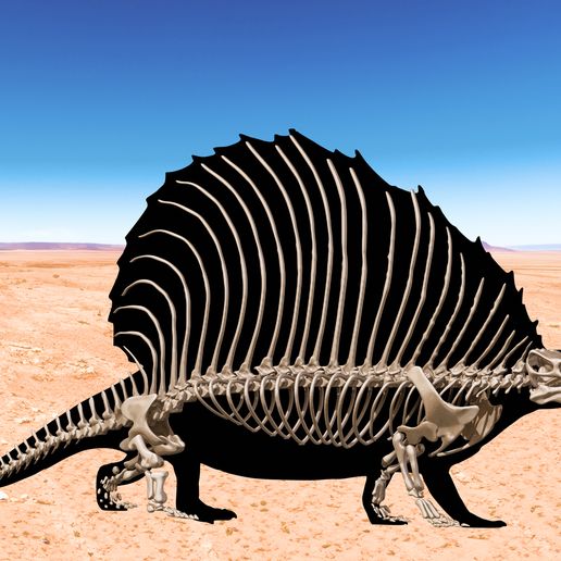 💀 Dimetrodon/Edaphosaurus: Complete skeleton・ STL File for 3D printing and CNC machining - Laser ...