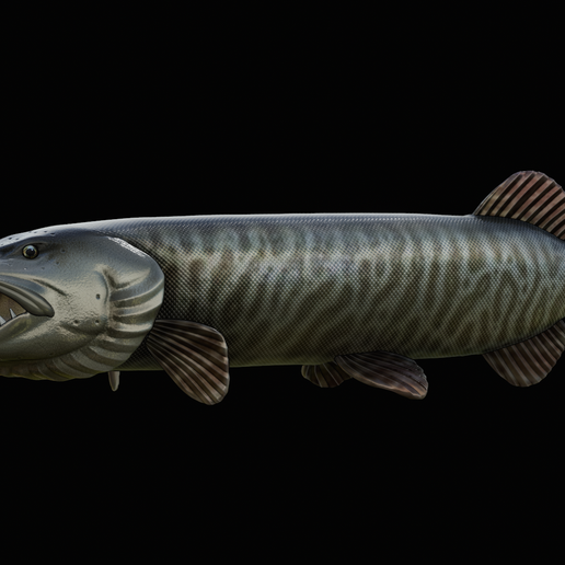🐠 fish pike muskellunge muskie / Esox masquinongy open mouth with ...