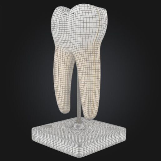🦷 3D Model of Lower Twin Root Molar・ STL File for 3D printing・Cults