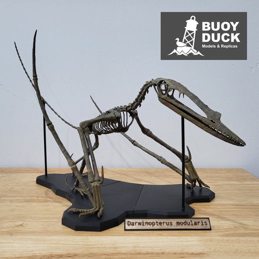 💀 Darwinopterus modularis Skeleton・ 3D File for 3D printing・Cults