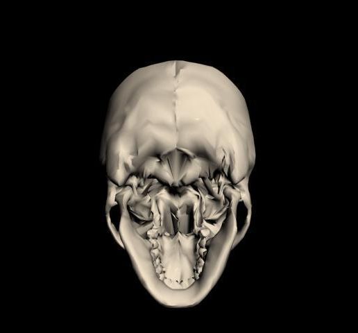 STL file Human Head Skull 💀 (OBJ)・3D print design to download・Cults