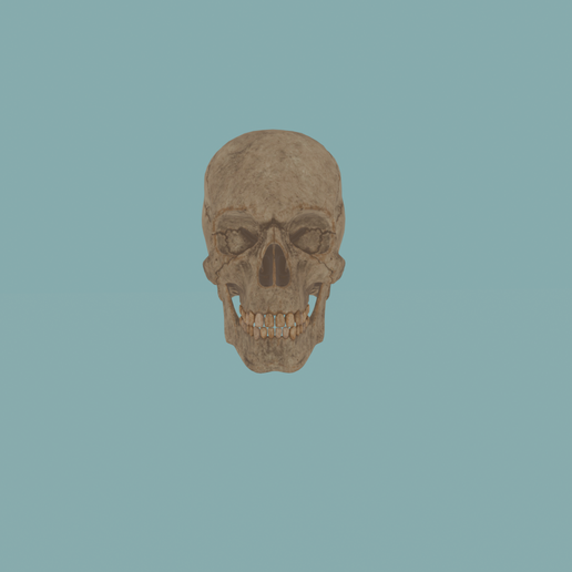 🫀 Anatomical Human Skull 3D Model・ STL File for 3D printing・Cults