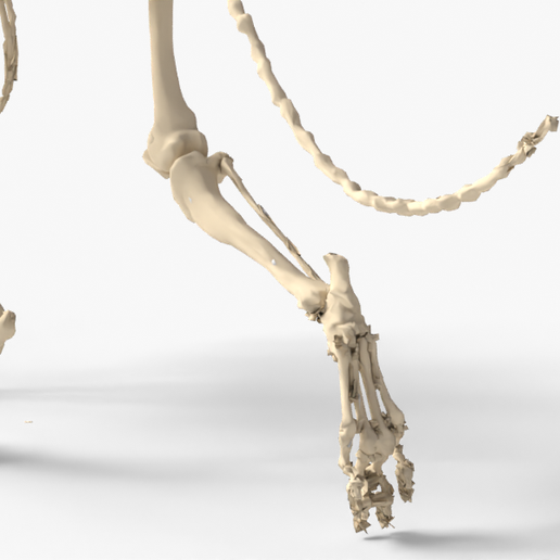 💀 Large Feline Skeleton Model – Quadruped Anatomy Study (3D Printable ...