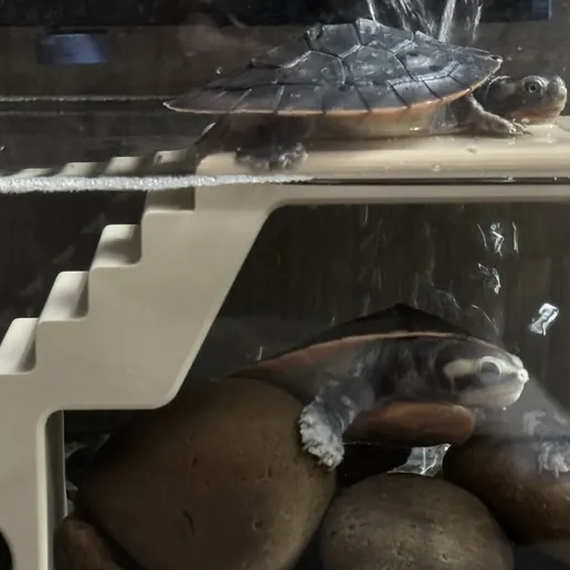 STL file tortoise dock 🐾 ・3D printing design to download・Cults