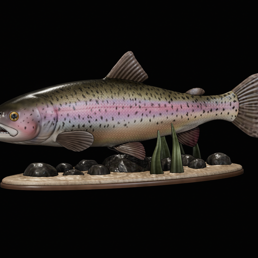 🐠 fish rainbow trout / Oncorhynchus mykiss open mouth natural base detailed texture for 3d ...