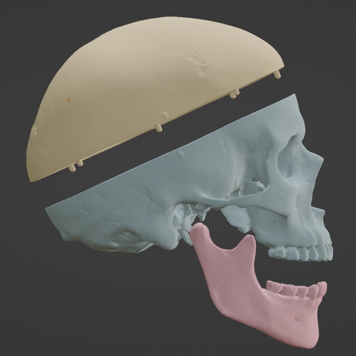 💀 3D Model of Skull, Skull Cap and Mandible・ STL File for 3D printing・Cults