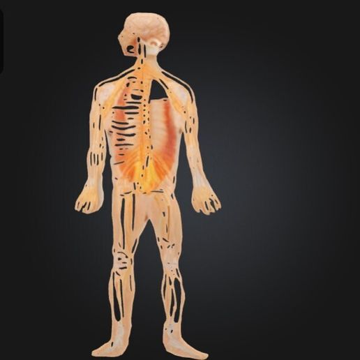Modelo 3d De Anatomía Ilustración Animada De Anatomía Humana 3D