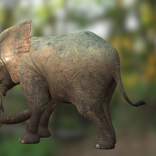 🐘 DOWNLOAD Elephant 3d model animated for blender-fbx-unity-maya-unreal ...