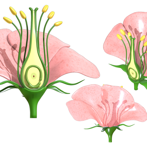 💐 Parts of A Flower - Ovary Stages・ 3D File for ・Cults