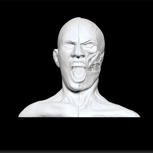 ⚕️ anatomy of rage - medical・ STL File for 3D printing・Cults