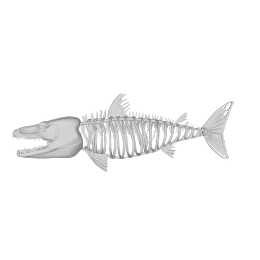 🐟 Barracuda esqueleto modelo 3D (3D Print Ready)・Archivo STL para ...