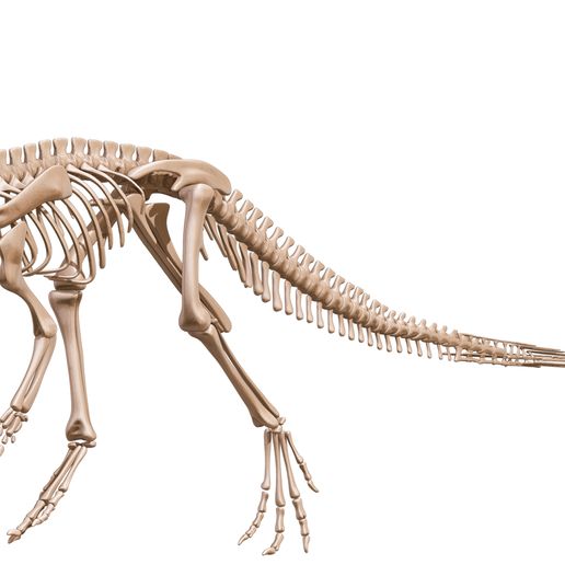 💀 Hypsilophodon: Complete skeleton・ STL File for 3D printing and CNC ...