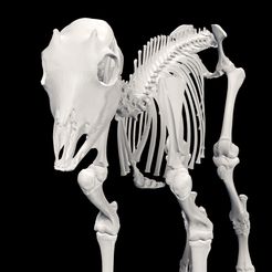 Download 1 3D model from Mountain Goat SKELETON listed by SPECIAL_3D ...