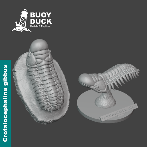 3D file Crotalocephalina (Crotalocephalus) gibbus trilobite 🐉 ・Design ...