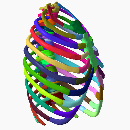 🩻 RIB CAGE FULL IN 71 PARTS 3D SEGMENTED・ 3D File for 3D printing・Cults