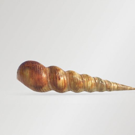 🐚 Turret Shell – High-Quality 3D Sea Shell Model・ STL File for 3D ...