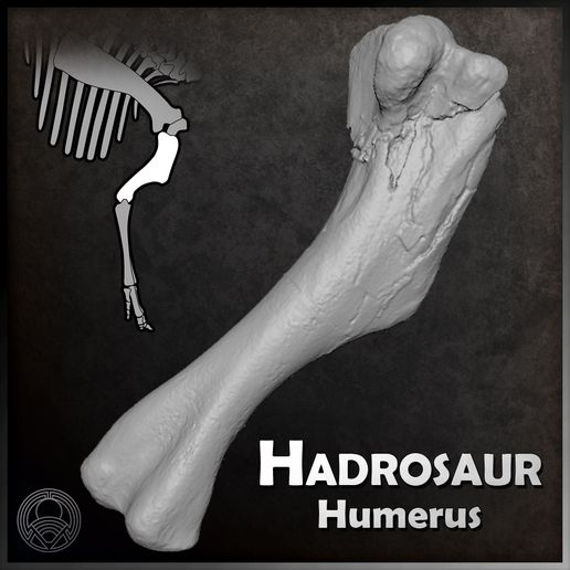 arquivo STL Úmero de Hadrosaur 🎒 ・Modelo para download e impressão 3D・Cults