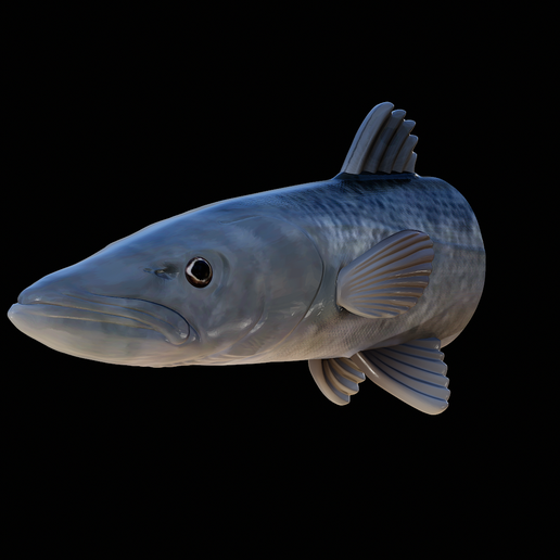 🐠 3D fish head great barracuda / Sphyraena barracuda keychain / pendant ...