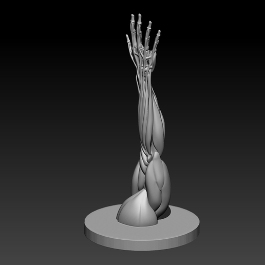 💪 Human Arm Anatomy (Male)・Free STL File for ・Cults