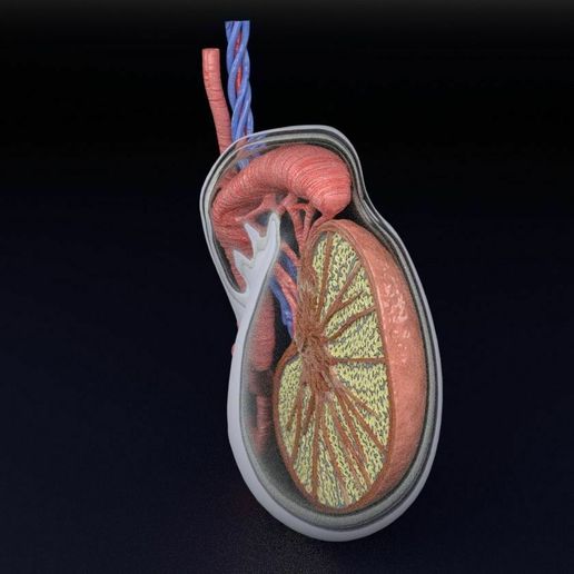 🧪 testis anatomy histology 3D model・ 3D File for 3D printing・Cults