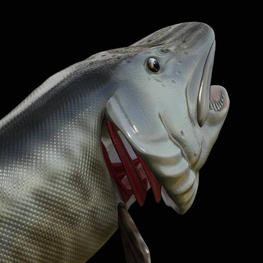 🐠 fish pike muskellunge muskie / Esox masquinongy fish in motion ...