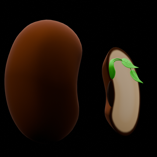 STL file Educational Anatomy of a Seed 3D Model | Fully Textured ...