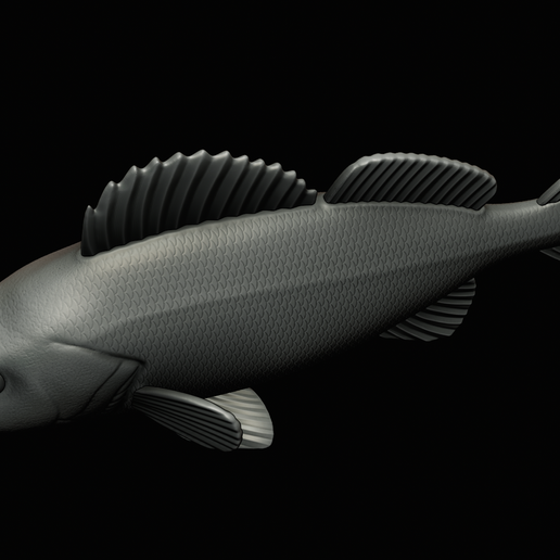 🐠 fish perch / Perca fluviatilis statue underwater detailed texture for ...