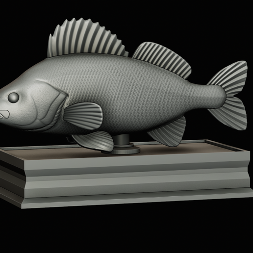 🐠 fish european perch / Perca fluviatilis with storage space / for 3d ...