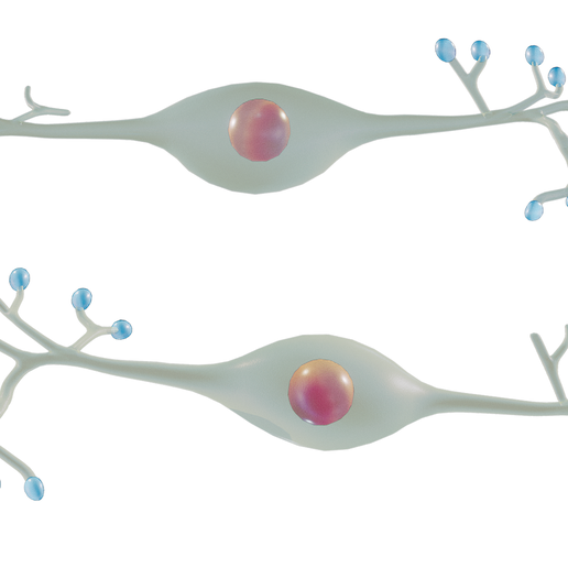 🧠 Bipolar Neuron Structure・ 3D File for ・Cults