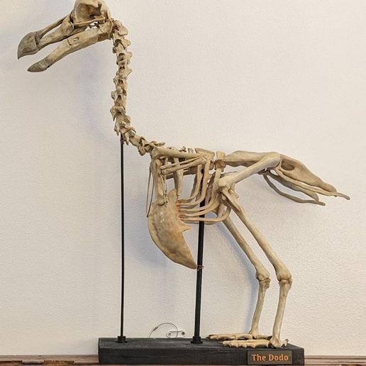 real dodo skeleton