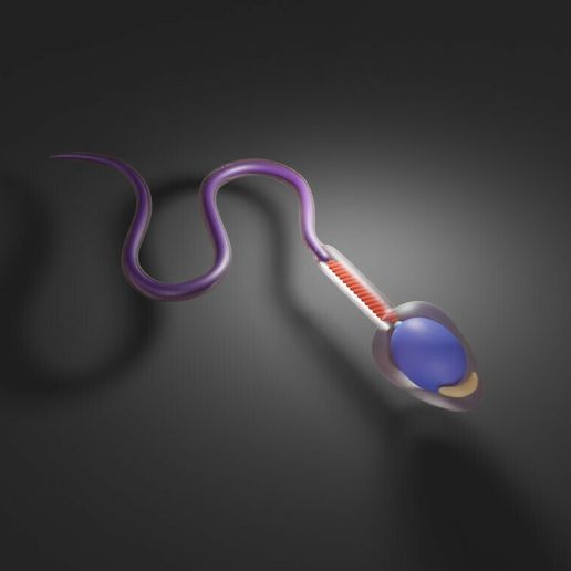 3D file Sperm Cell Anatomy 🧪 ・3D print design to download・Cults