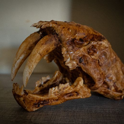 💀 SabertoothCat Skull・ 3D File for 3D printing・Cults