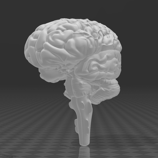 STL file Human brain with hindbrain and brainstem 🧠 ・3D printer design ...