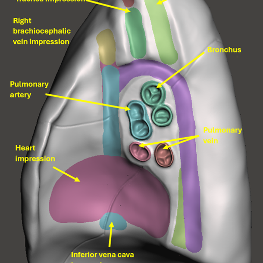 STL file High resolution 3D lungs model with detailed anatomical ...