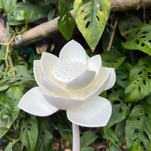 🪷 Lotus Flower・ STL File for 3D printing・Cults