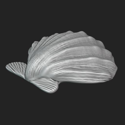 🐾 Giant Lion’s Paw Shell - 3D Printable Seashell Model・ 3D File for 3D ...