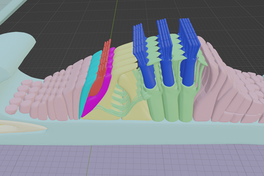 👂 20 PARTS COCHLEA INNER EAR ORGAN OF CORTI CROSS SECTION ANATOMY・ STL ...