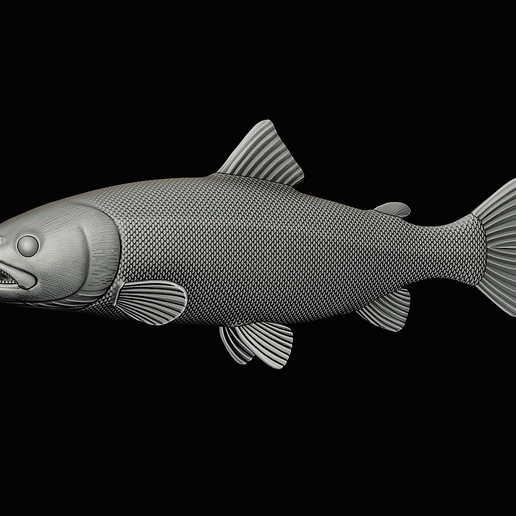 🌈 rainbow trout / Oncorhynchus mykiss open mouth fish model for 3D ...