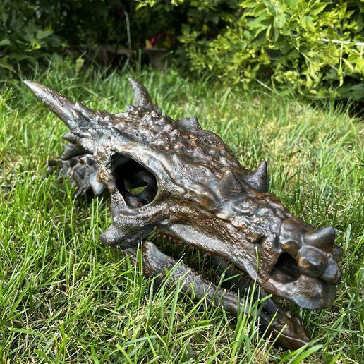 dracorex skull