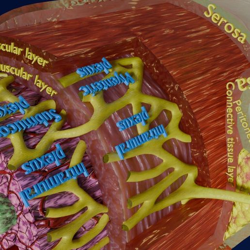 ⚕️ Intestinal wall layers anatomy labelled・ STL File for 3D printing・Cults